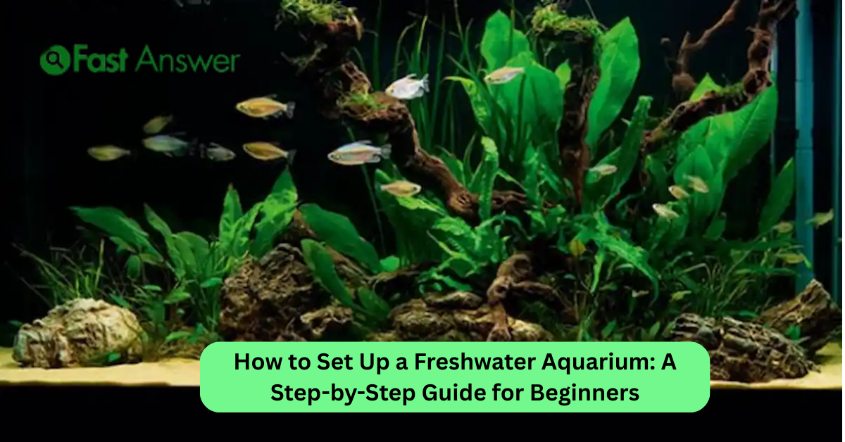 How to Set Up a Freshwater Aquarium: A Step-by-Step Guide for Beginners ...